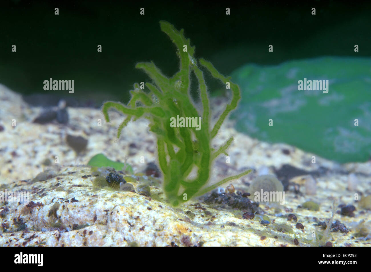 Filamentous Algae High Resolution Stock Photography and Images - Alamy
