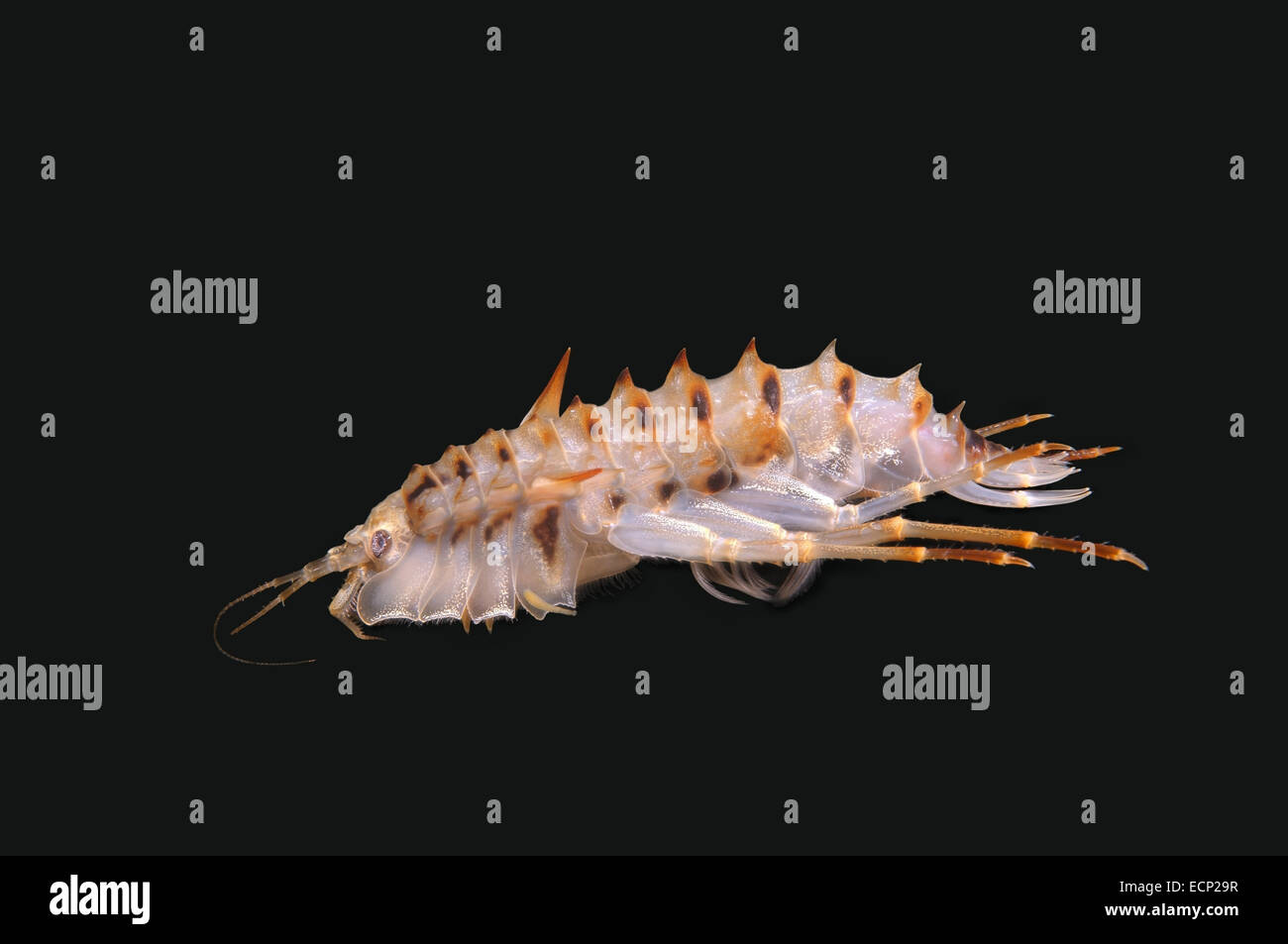 Amphipoda Amphipod High Resolution Stock Photography and Images - Alamy