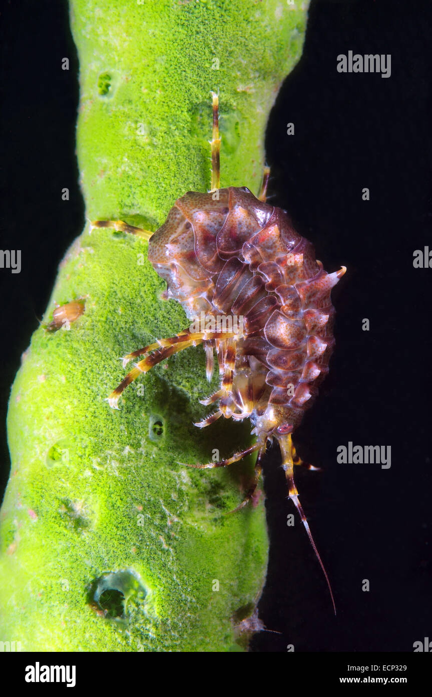 Gammarus (Pallasea cancellus) on sponge, Baikal Lake, Siberia, Russia ...