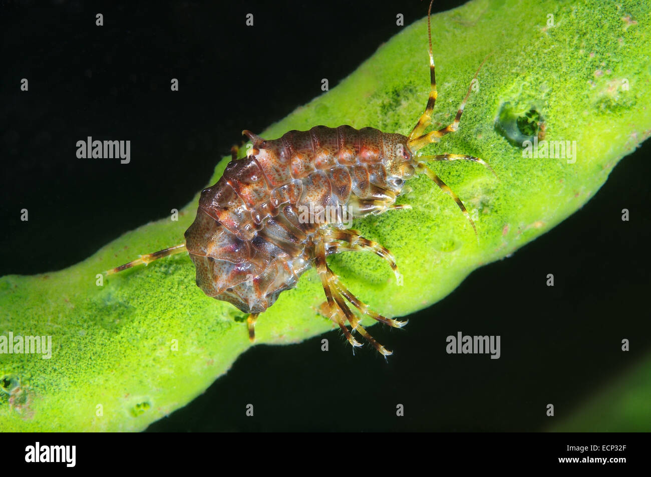 Gammarus (Pallasea cancellus) on sponge, Baikal Lake, Siberia, Russia ...