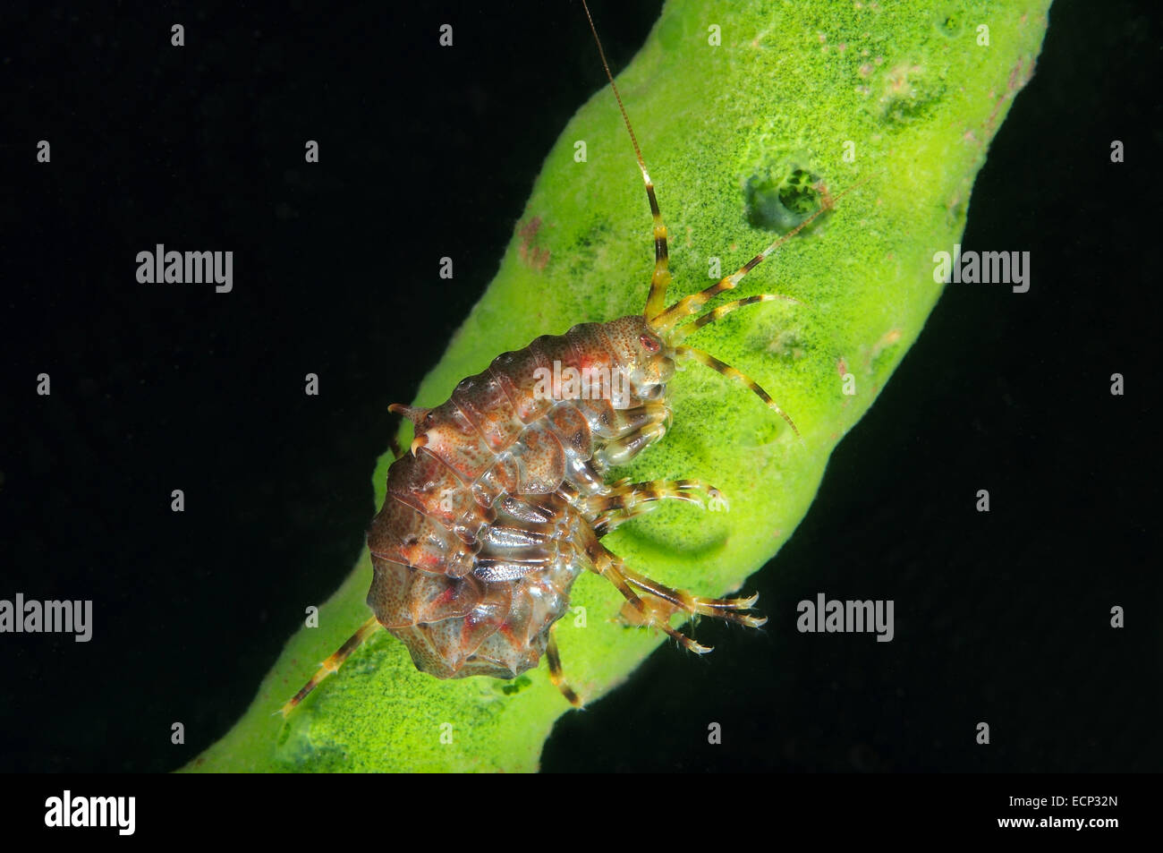 Pallasea cancelloides hi-res stock photography and images - Alamy