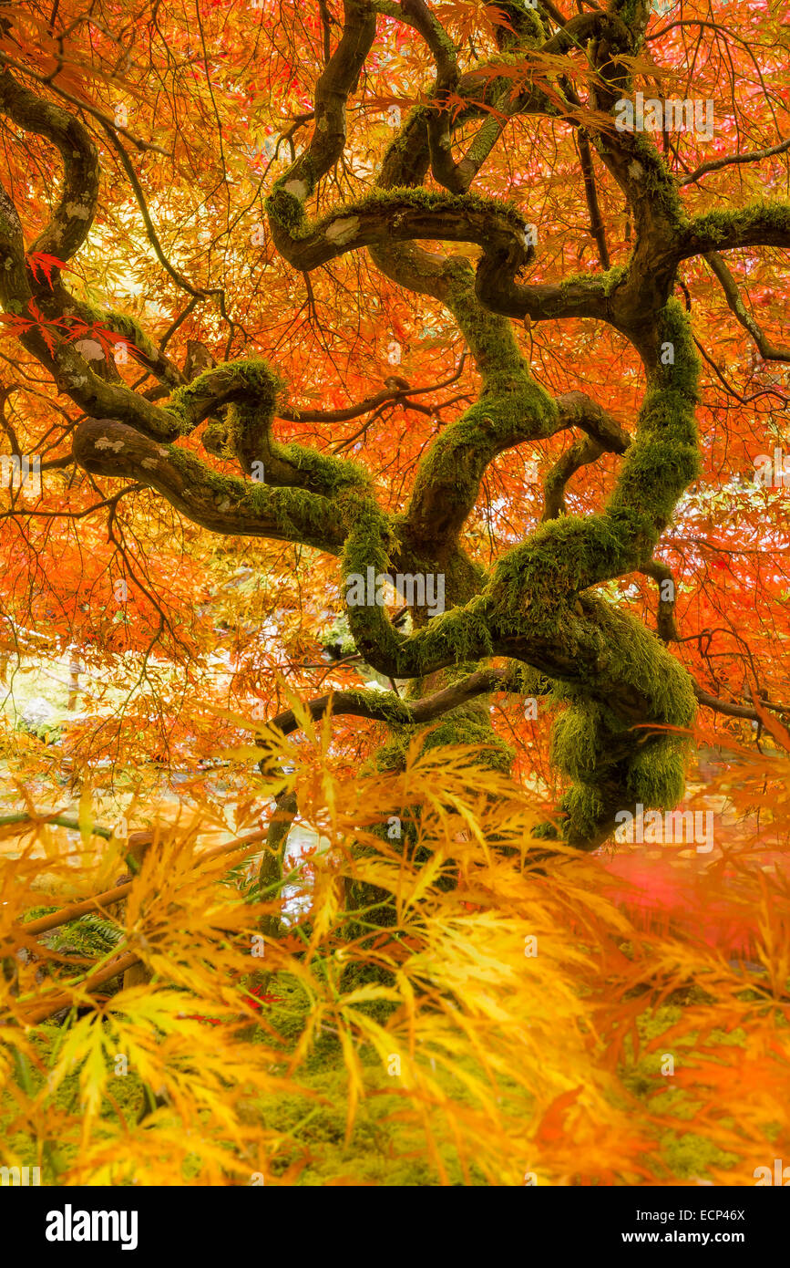 Fall colour japanese garden maple victoria british columbia canada hi ...