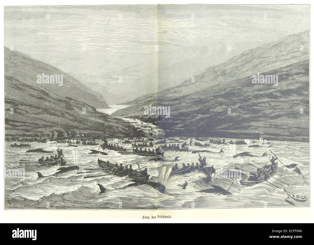 An illustration from Baumgartner's 1889 work *Fang des Grindwals ...