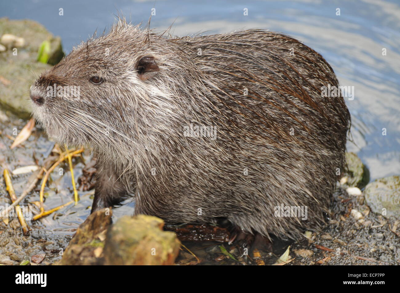 Castoridae hi-res stock photography and images - Alamy