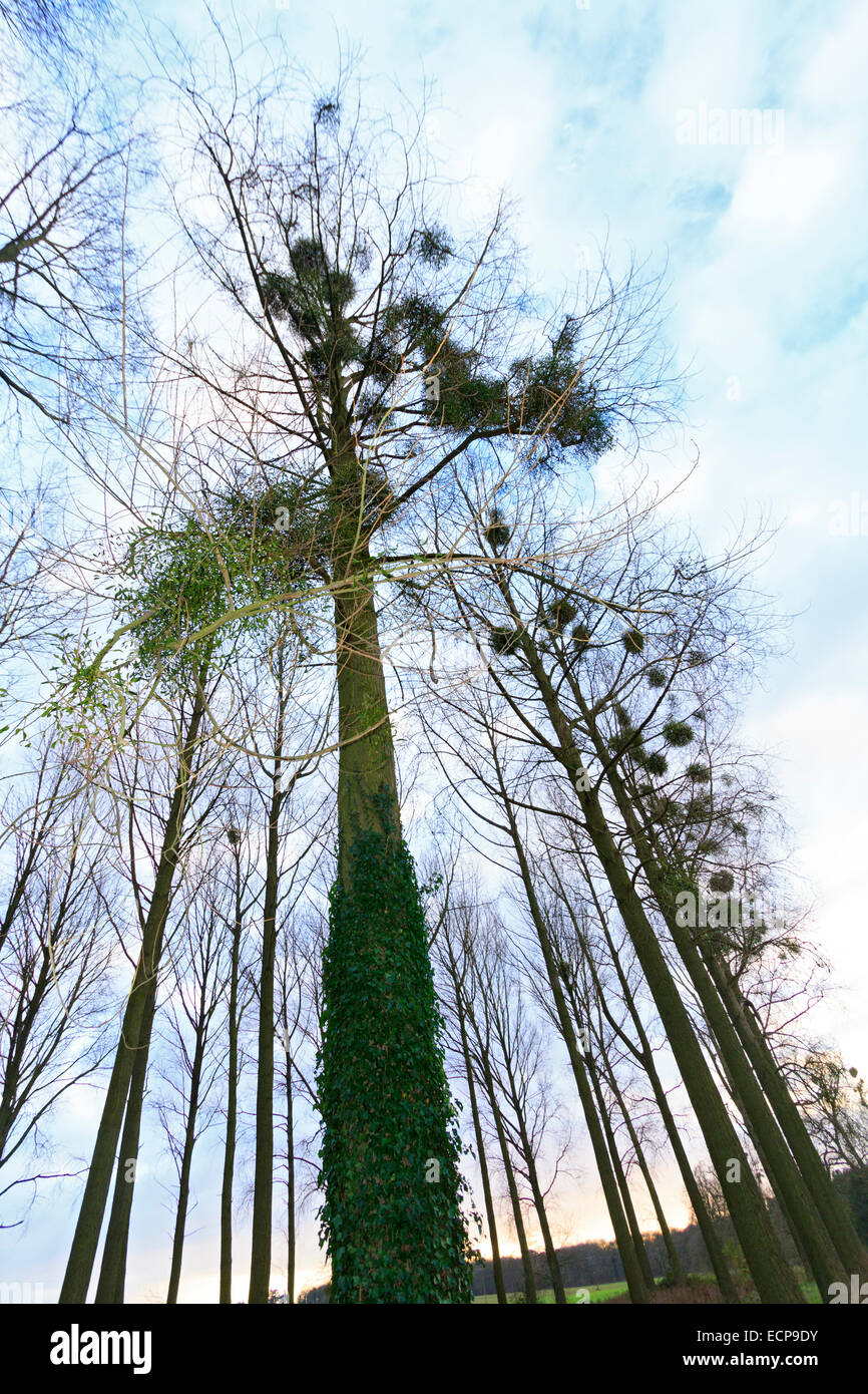 Mistletoe growing on the tops of several trees Stock Photo - Alamy