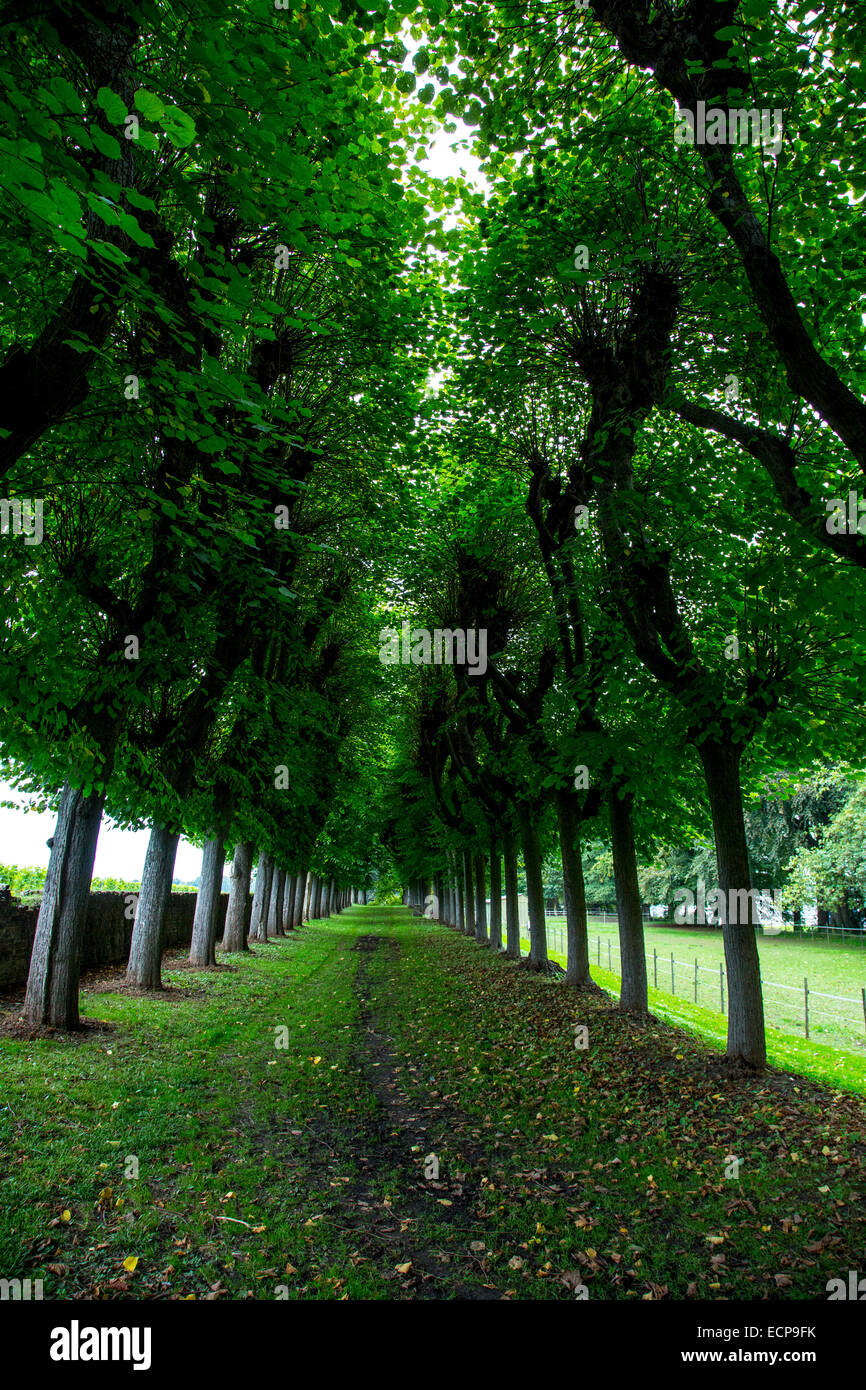 Narrow alley with trees hi-res stock photography and images - Alamy