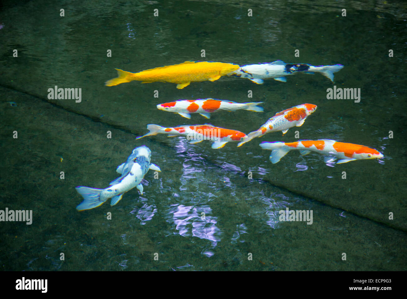 Koi carp (Cyprinus carpio) in a pond, aquarium fish Stock Photo ...