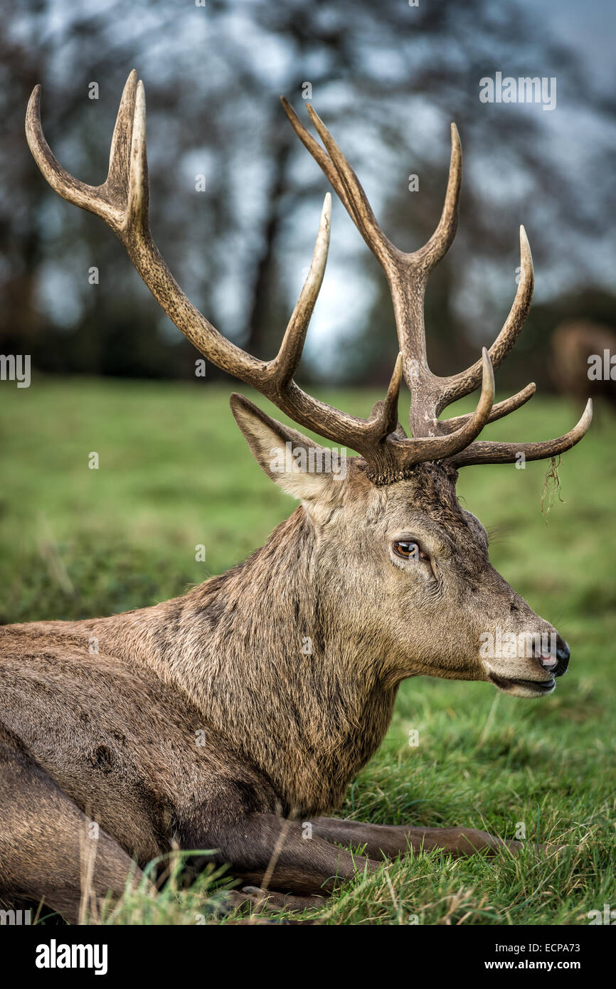 Red Deer Stag Stock Photo - Alamy