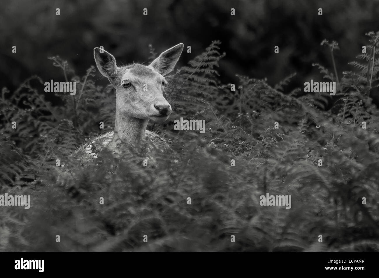 Black and white photograph of a fawn hiding in a bush while waiting for ...