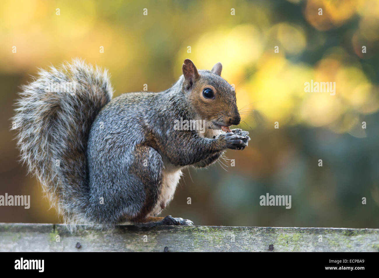 Grey Christmas squirrel in an English garden happily eating nuts Stock ...