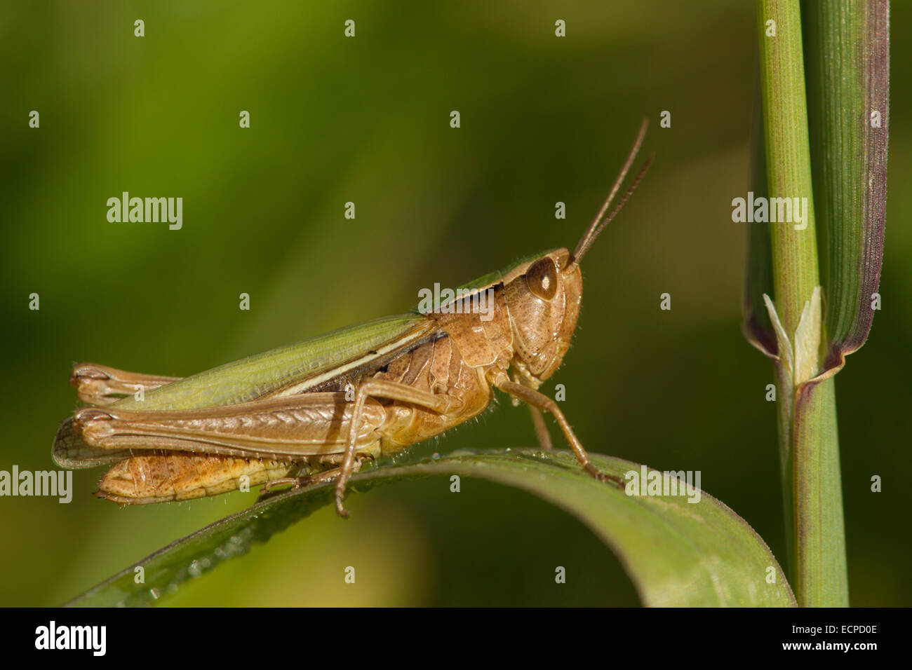 Lesser Marsh Grasshopper, (Chorthippus albomarginatus), resting on ...