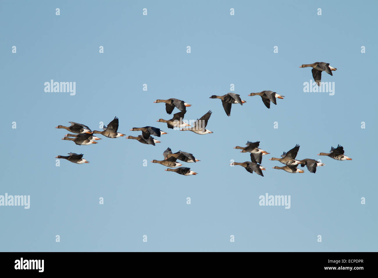 European White-fronted Geese (Anser albifrons), small flock in flight ...