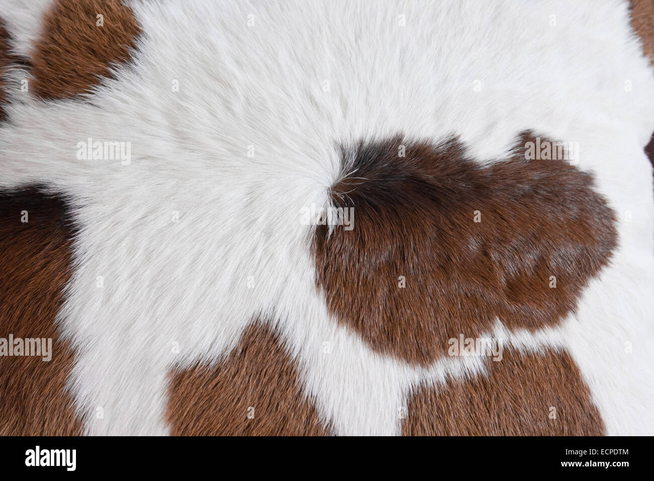 fur carpet with cow skin pattern background Stock Photo - Alamy