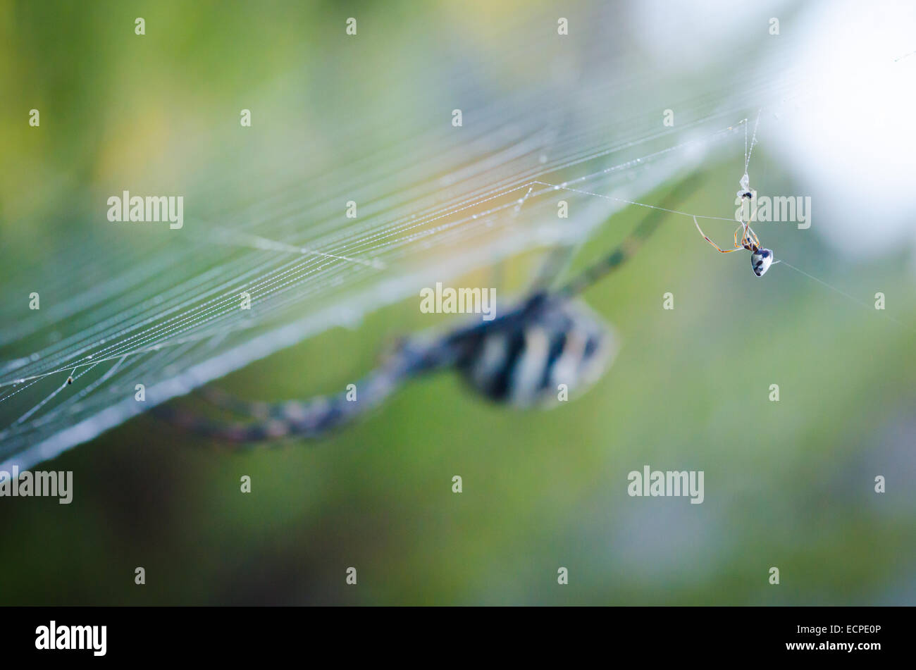 Small spider with giant spider in background (Argiope lobata Stock ...