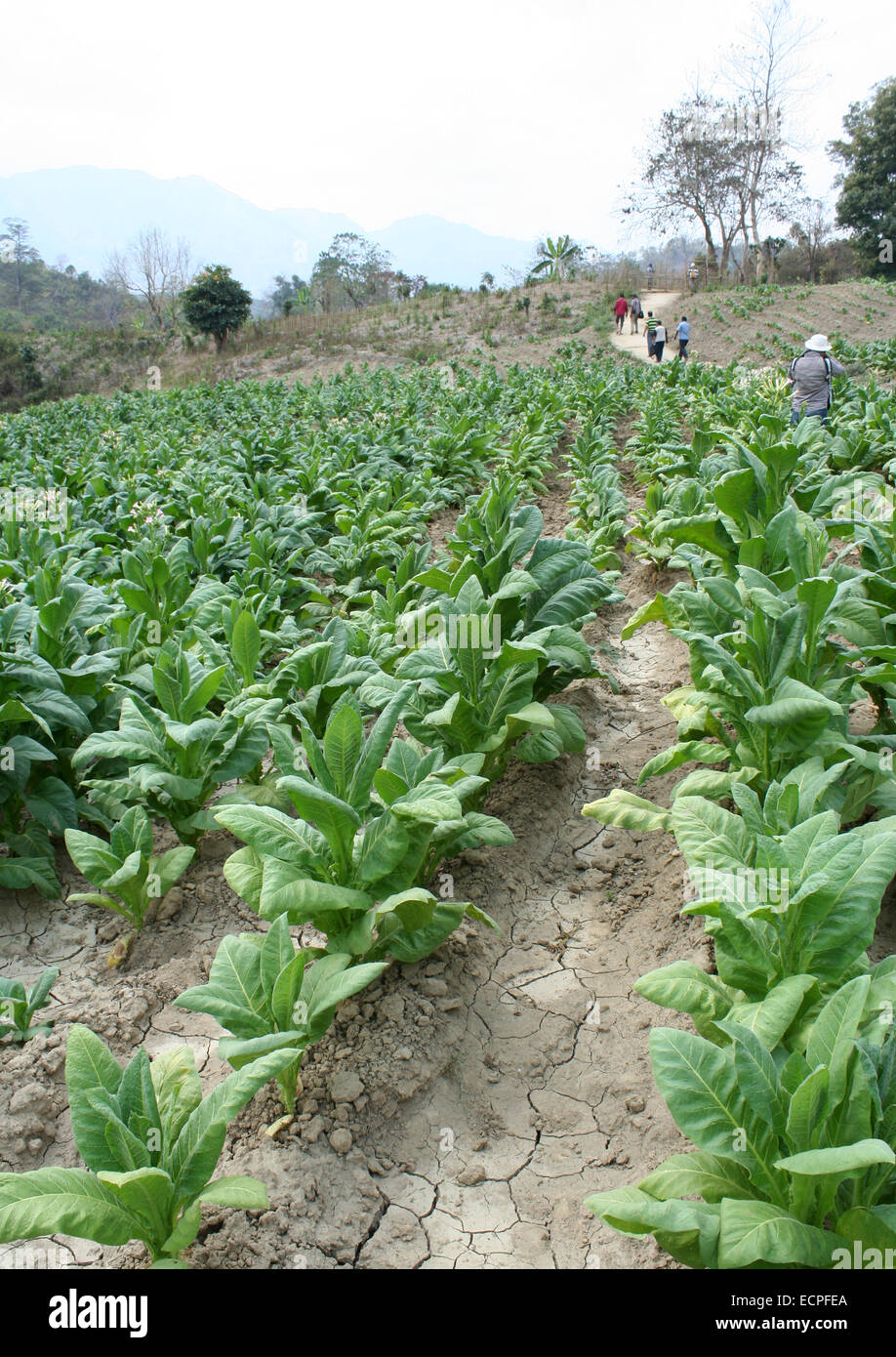 2010. Tobacco field chittagong in bangladesh. tobacco bangladesh ...