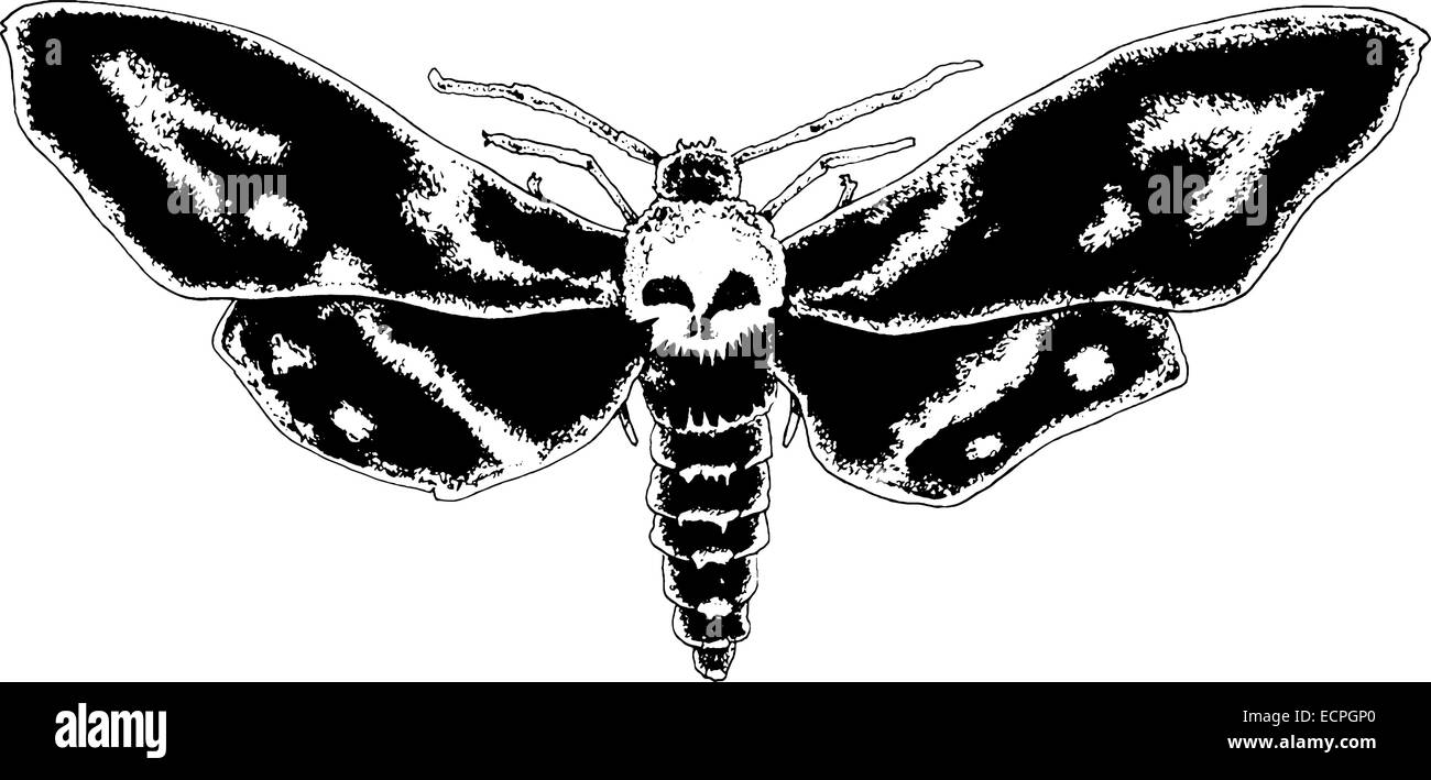 skull moth black and white illustration Stock Vector Image & Art - Alamy