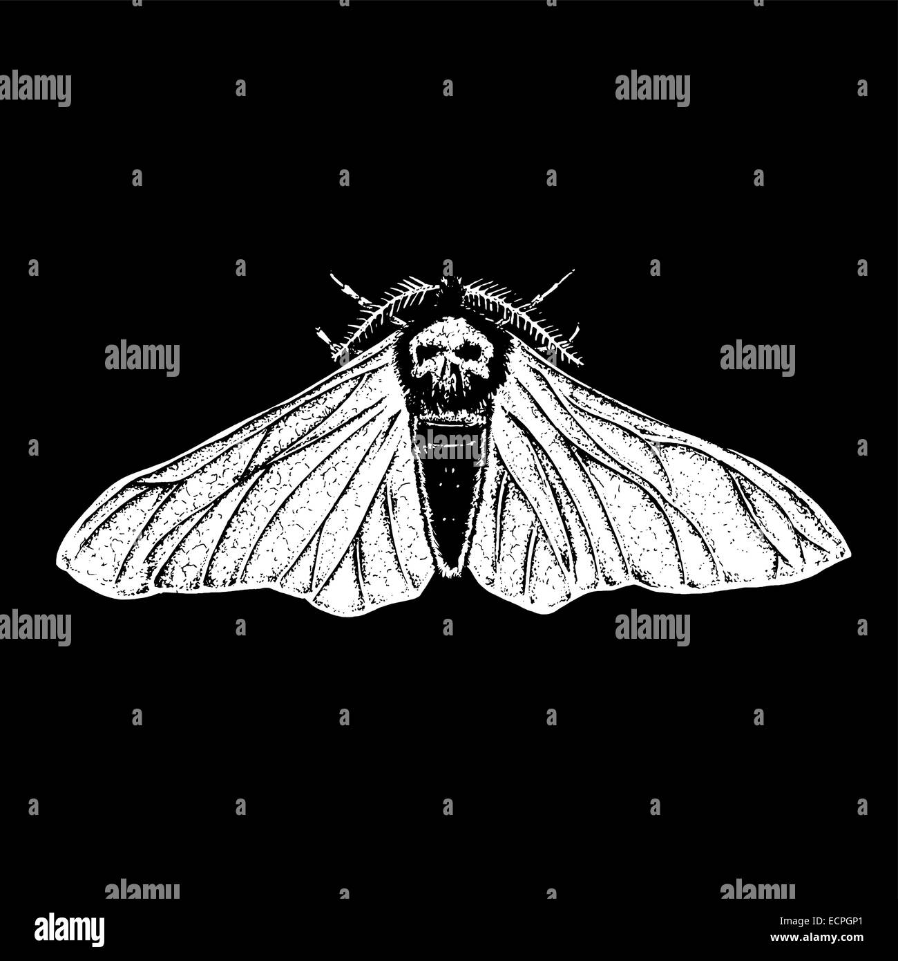 skull moth black and white illustration Stock Vector Image & Art - Alamy