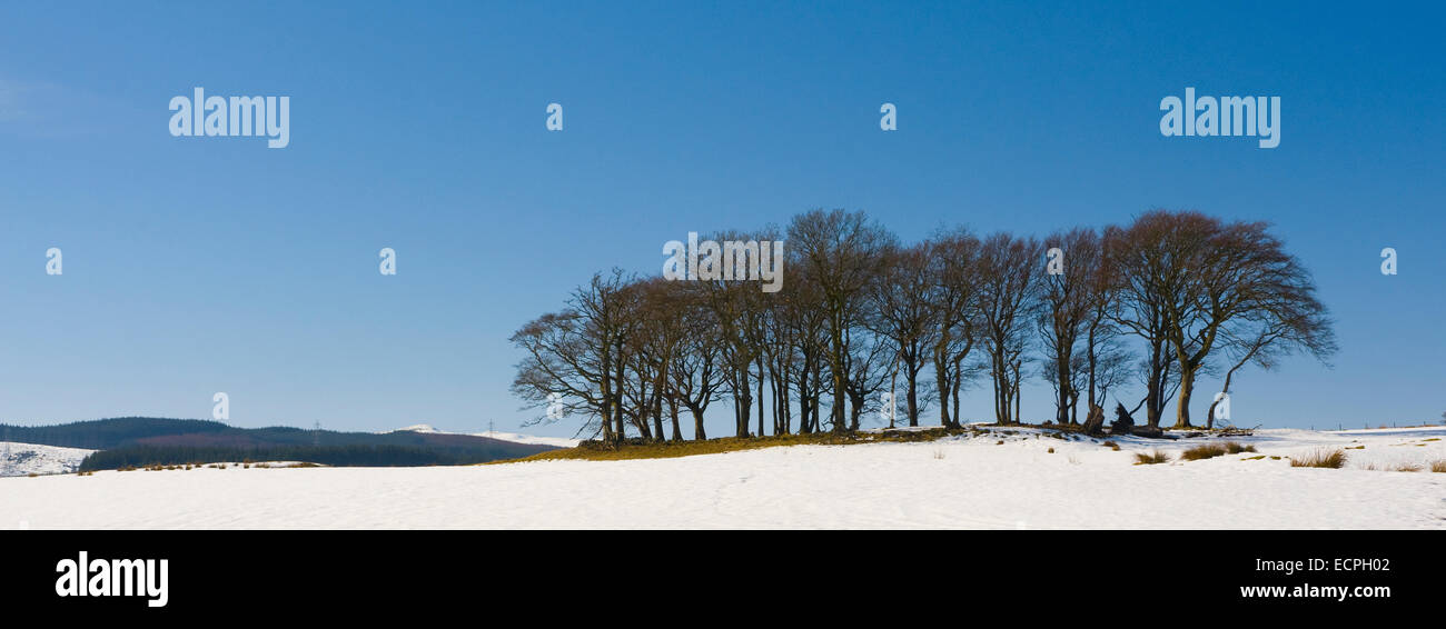 Trees in a snowy landscape near Kilmacolm Scotland Stock Photo - Alamy