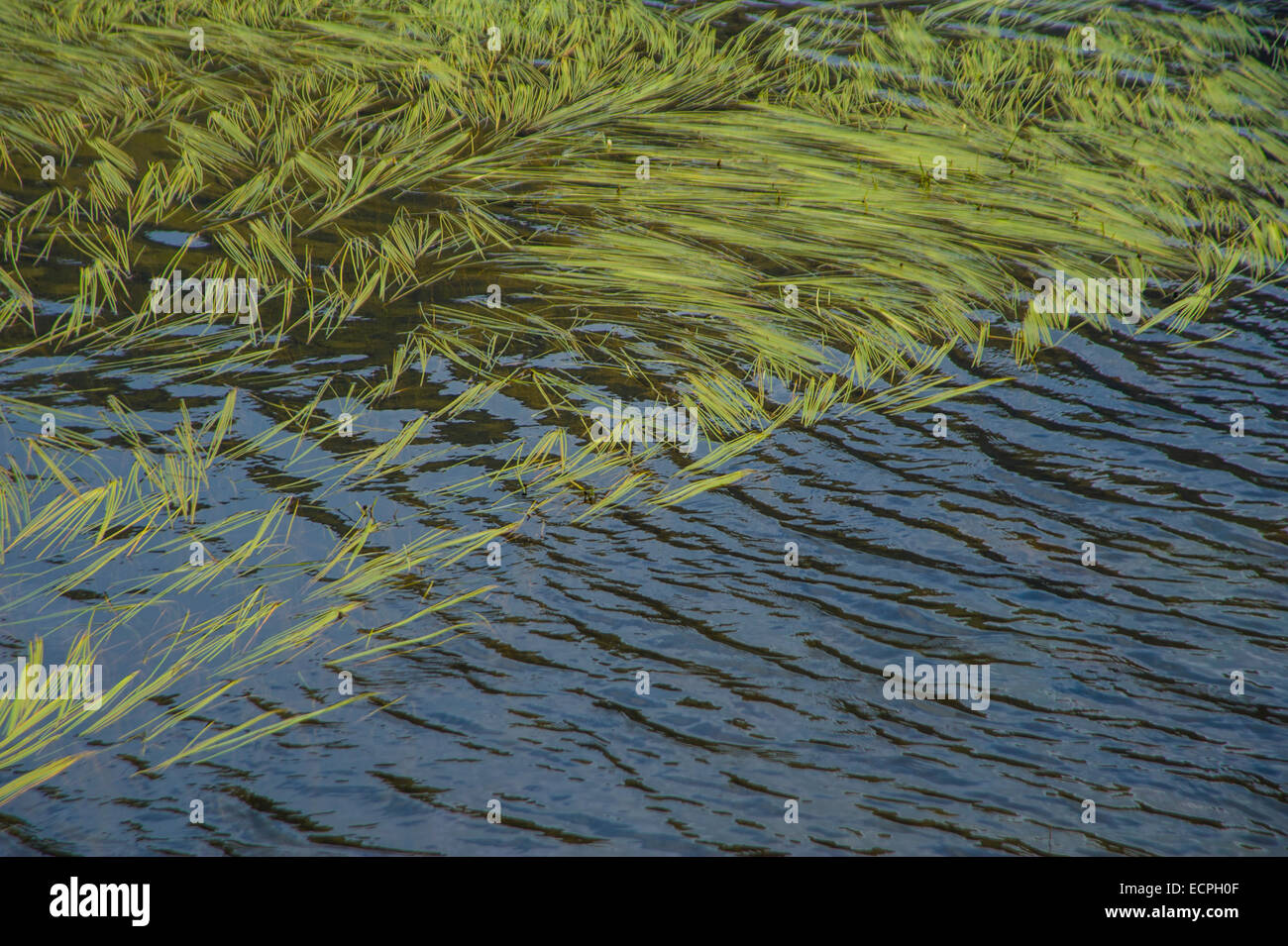 Watergrass hi-res stock photography and images - Alamy