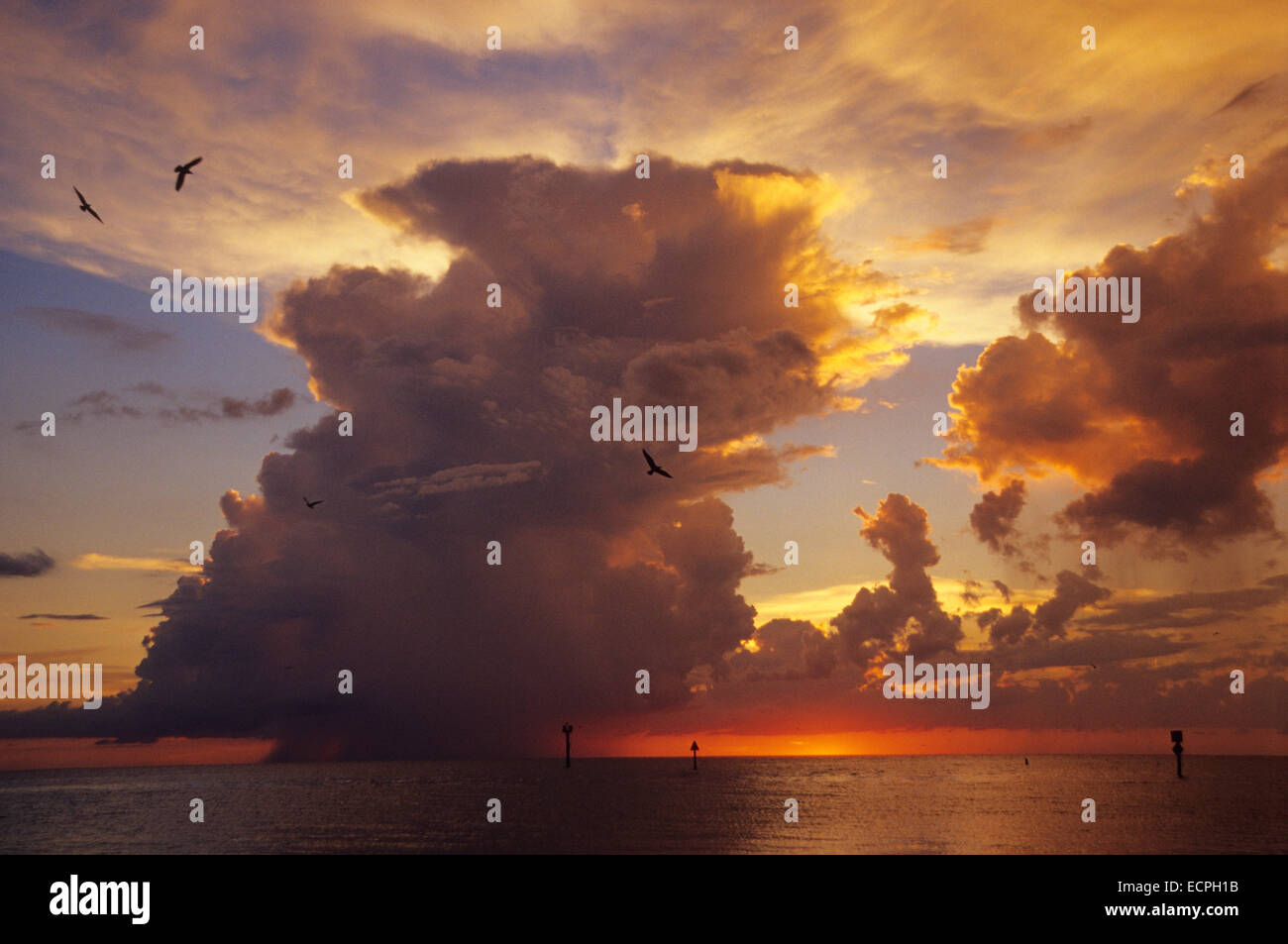 Florida colourful birds hi-res stock photography and images - Alamy