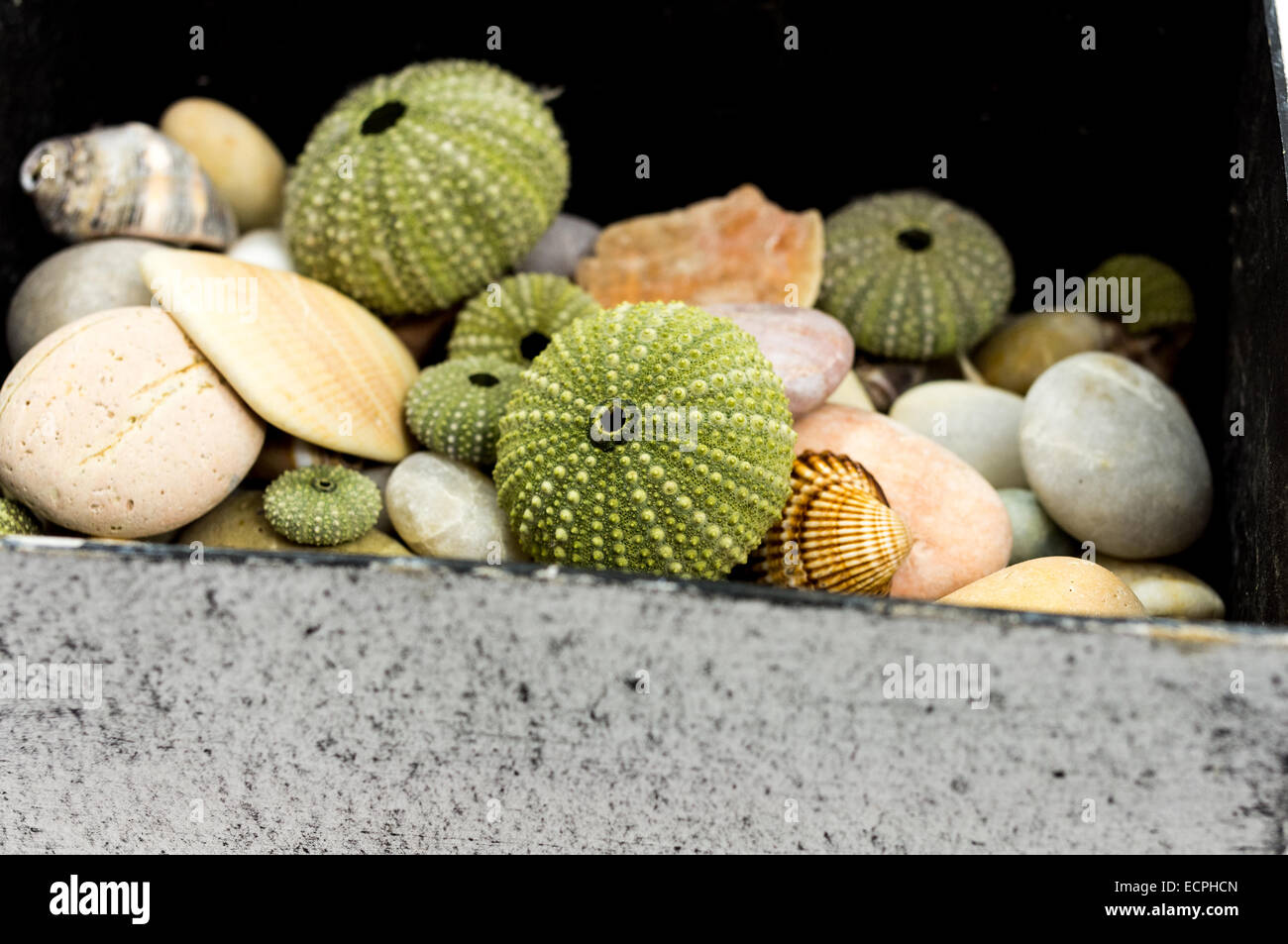 Shells in the box Stock Photo - Alamy