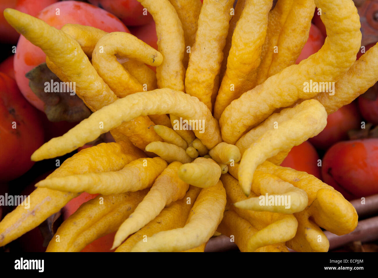 Buddha's Hand Lemon sitting on Persimmons at the Berkeley Farmers ...