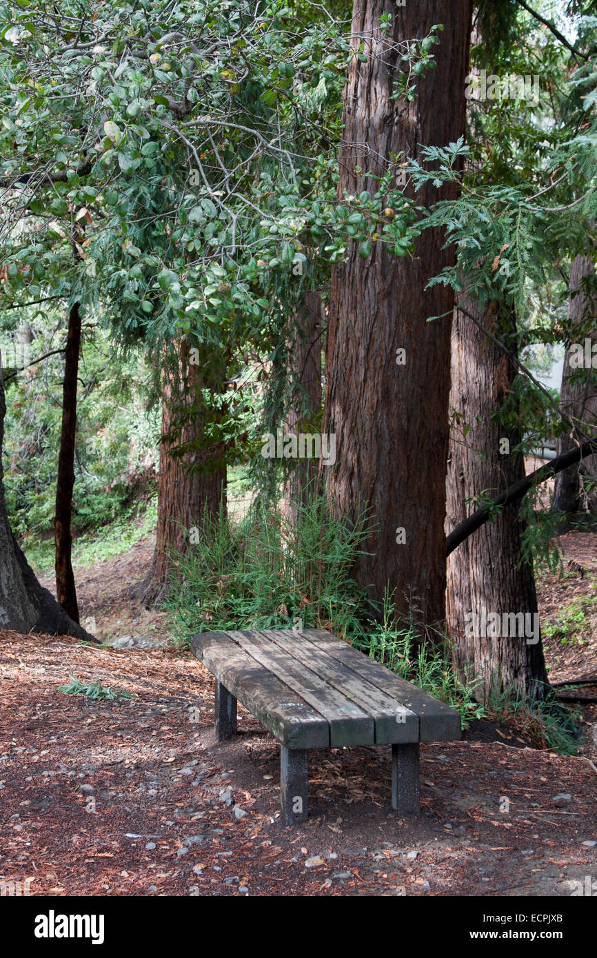 Bench under Redwood Trees on the UC Berkeley campus Stock Photo - Alamy