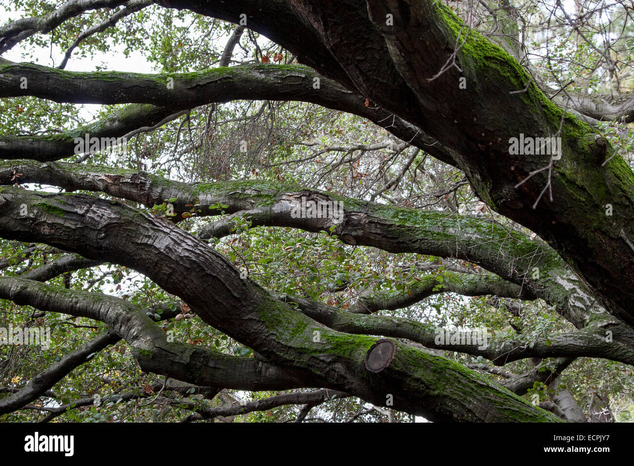 California Oak Trees on the UC Berkeley Campus Stock Photo - Alamy
