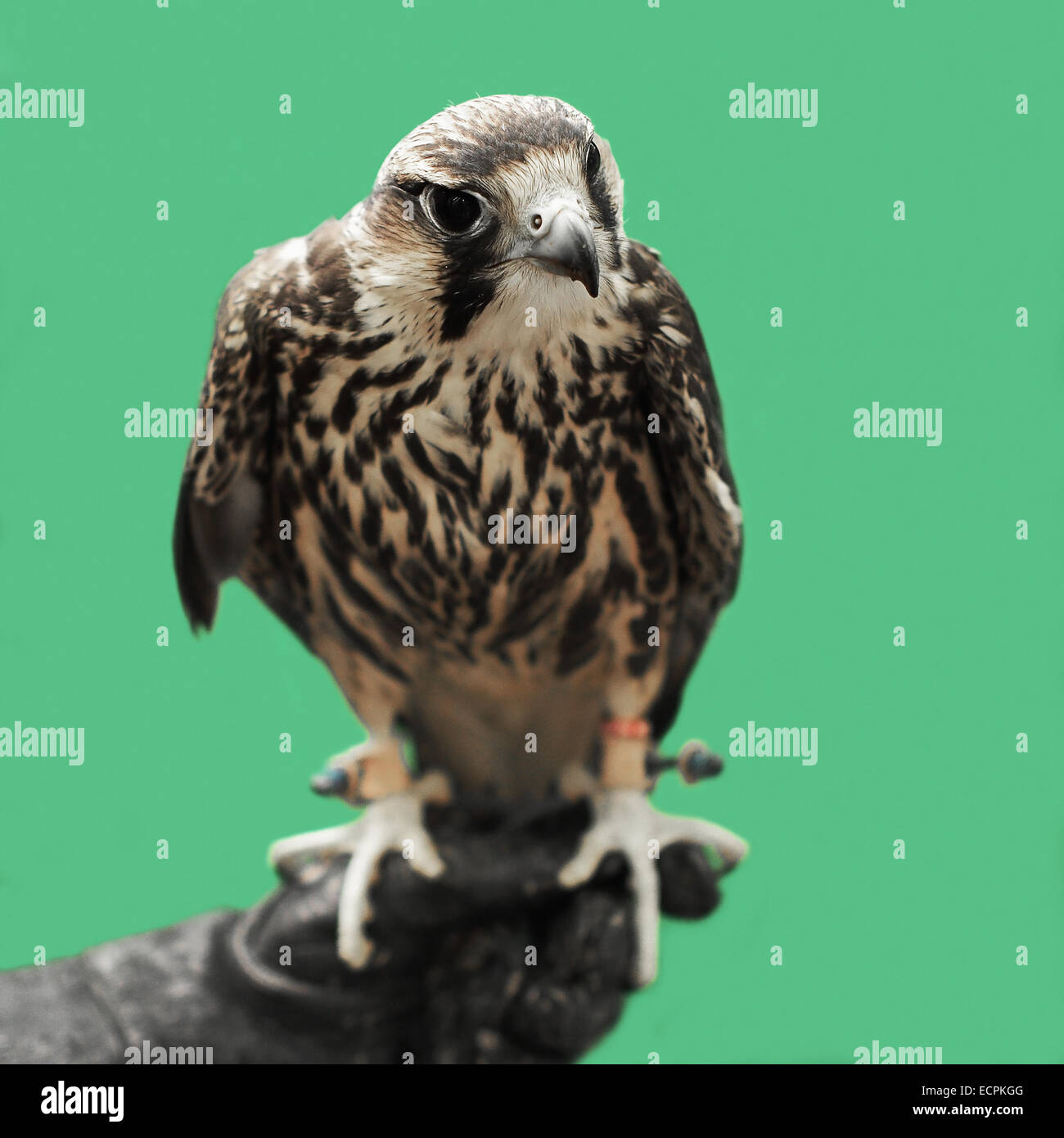 Most beautiful eagle hi-res stock photography and images - Alamy