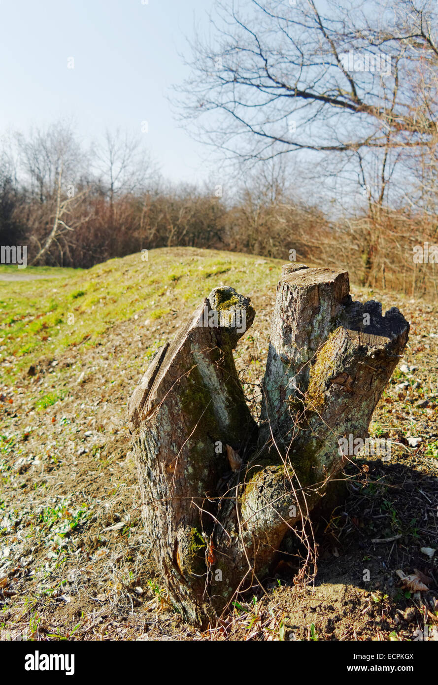 Root stump hi-res stock photography and images - Alamy