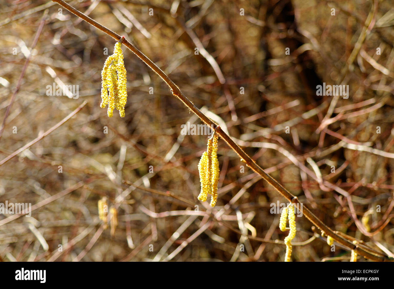 Birch buds hi-res stock photography and images - Alamy