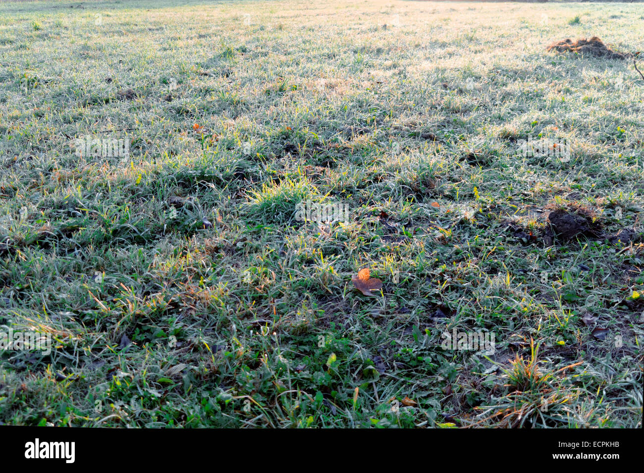Frozen grass hi-res stock photography and images - Alamy