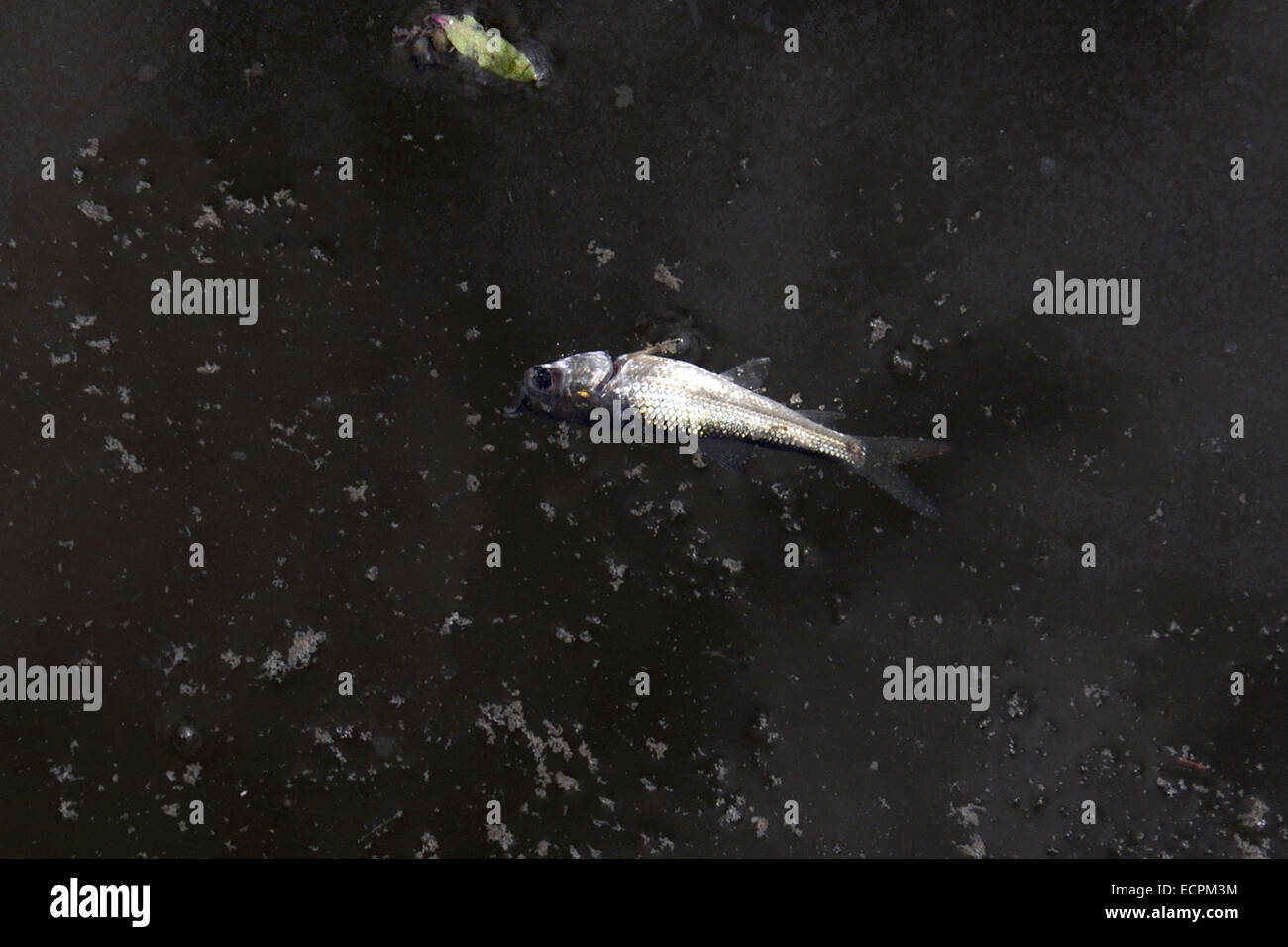 Fish are dying due to the polluted water in a lake at outskirt of ...