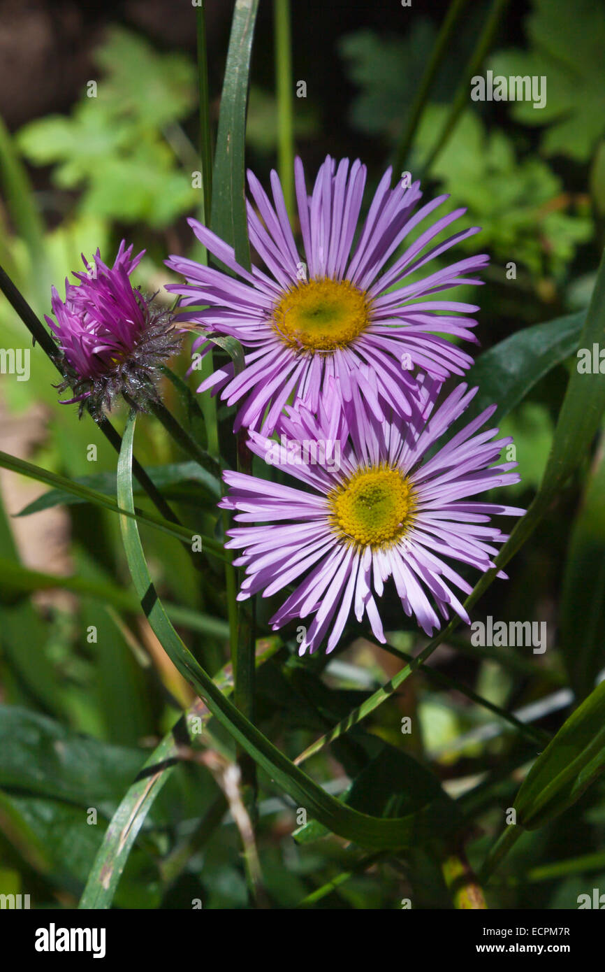 Colorado native plant hi-res stock photography and images - Alamy