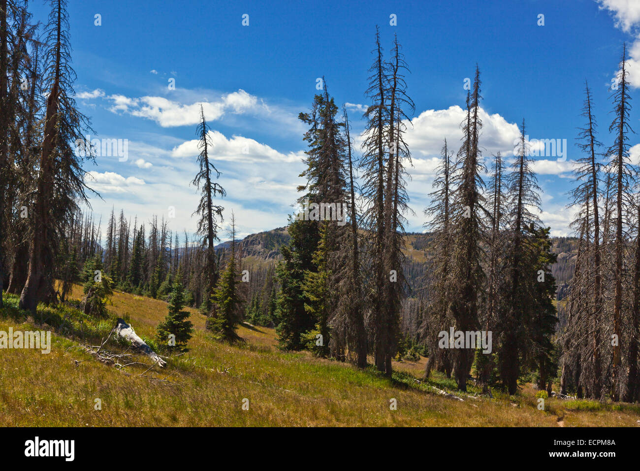 Dying spruce trees near LOBO POINT, elevation 7060 feet, on the ...