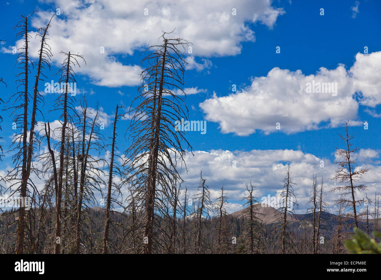 Dying spruce trees near LOBO POINT, elevation 7060 feet, on the ...