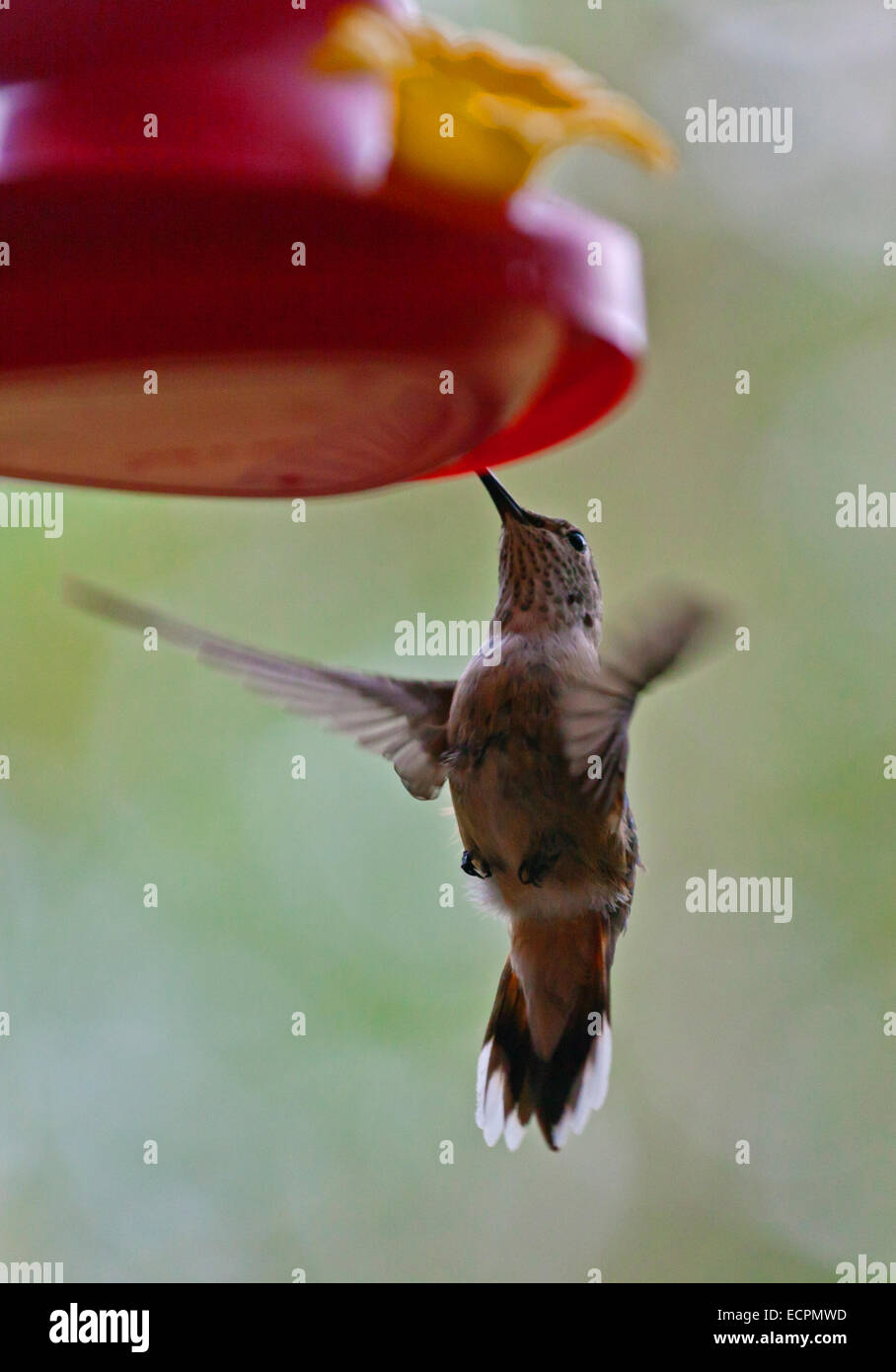 A HUMMINGBIRD at OLEO RANCH at 10500 feet - SOUTHERN COLORADO Stock ...
