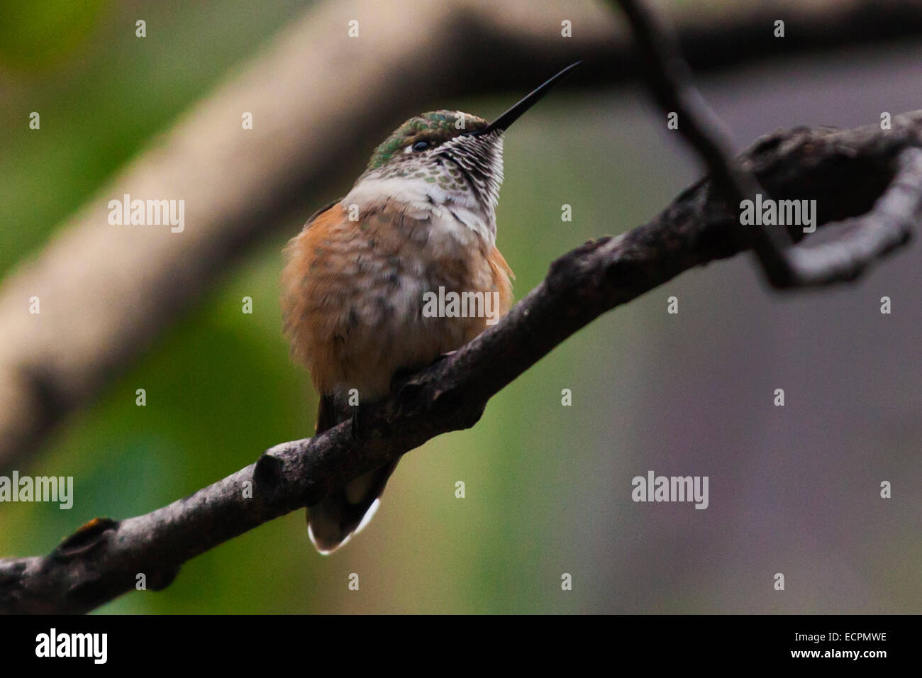 Oleo ranch hi-res stock photography and images - Alamy