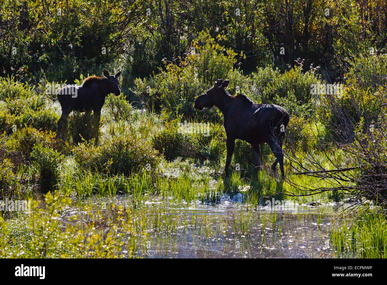 Baby moose hi-res stock photography and images - Alamy