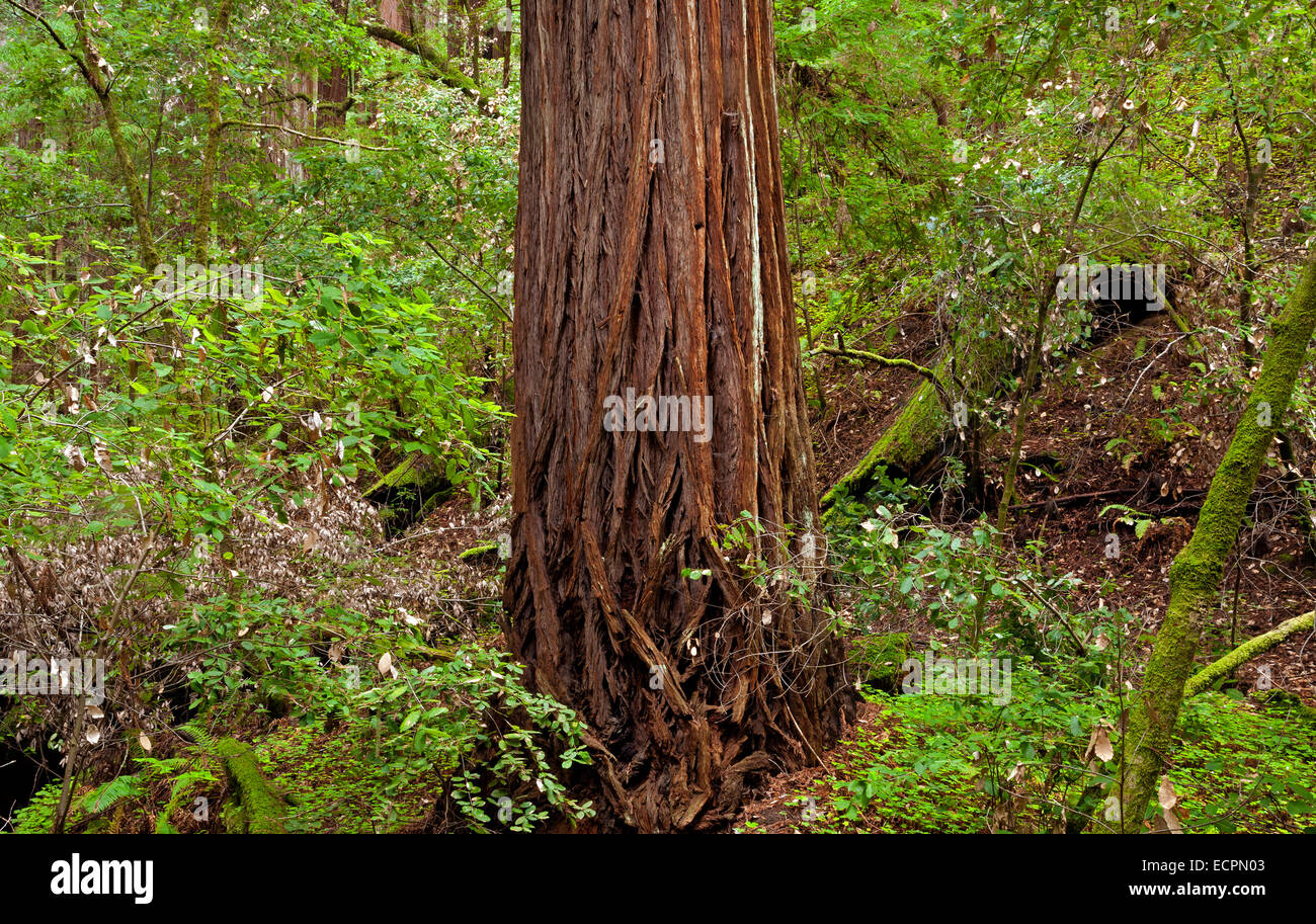 Redwood tree hi-res stock photography and images - Alamy