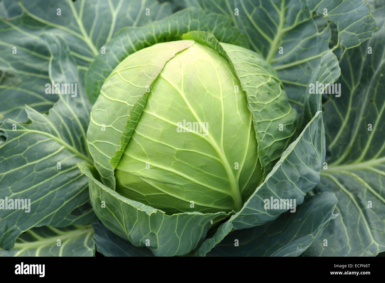 Cabbage head plant hi-res stock photography and images - Alamy