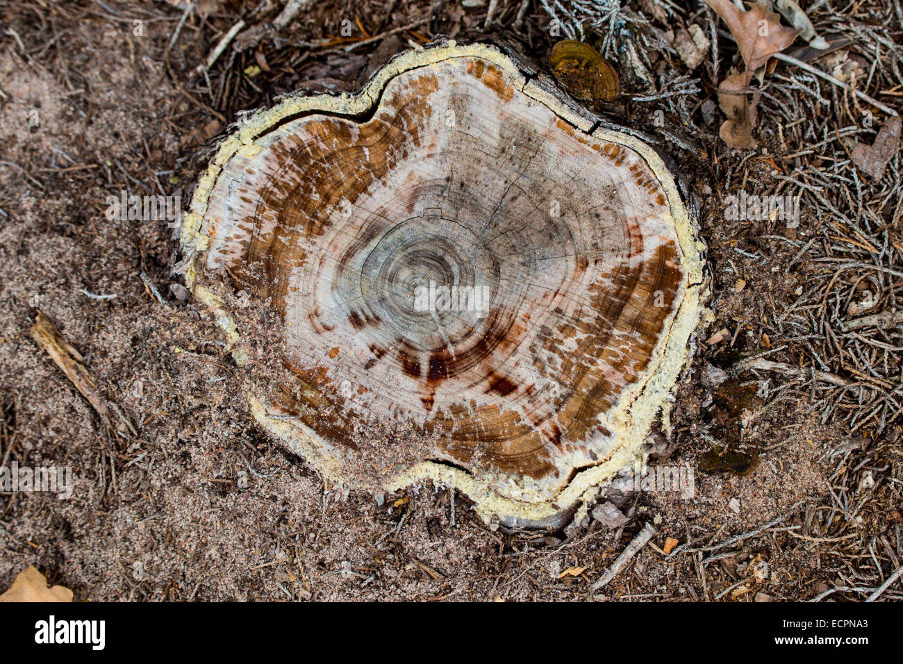 Small treee stump Stock Photo - Alamy