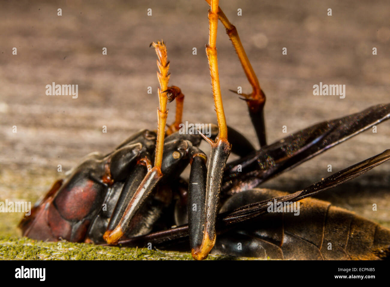 Headless wasp macro hi-res stock photography and images - Alamy