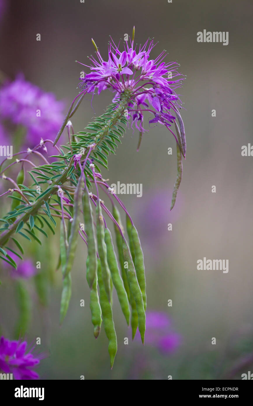 Purple wildflowers in bloom at GREAT SAND DUNES NATIONAL PARK ...