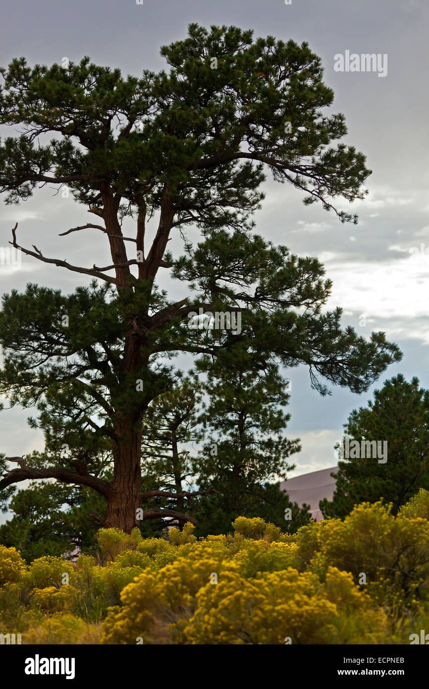 Pinon High Resolution Stock Photography and Images - Alamy