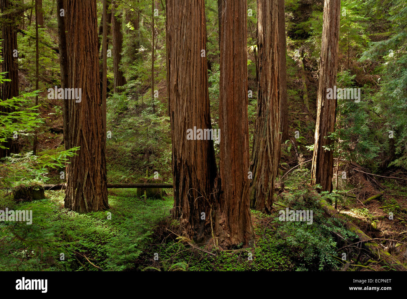 Portola Redwoods State Park, California USA Stock Photo - Alamy