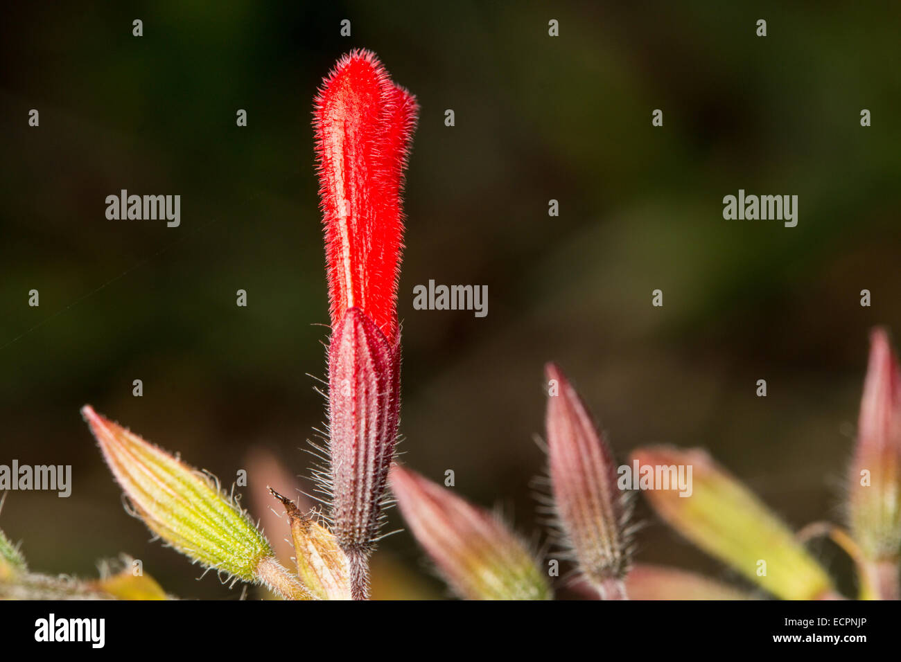 Fuzzy red bud Stock Photo - Alamy