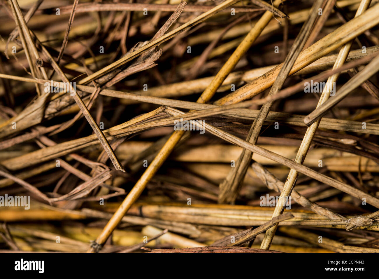 Straw nest hi-res stock photography and images - Alamy
