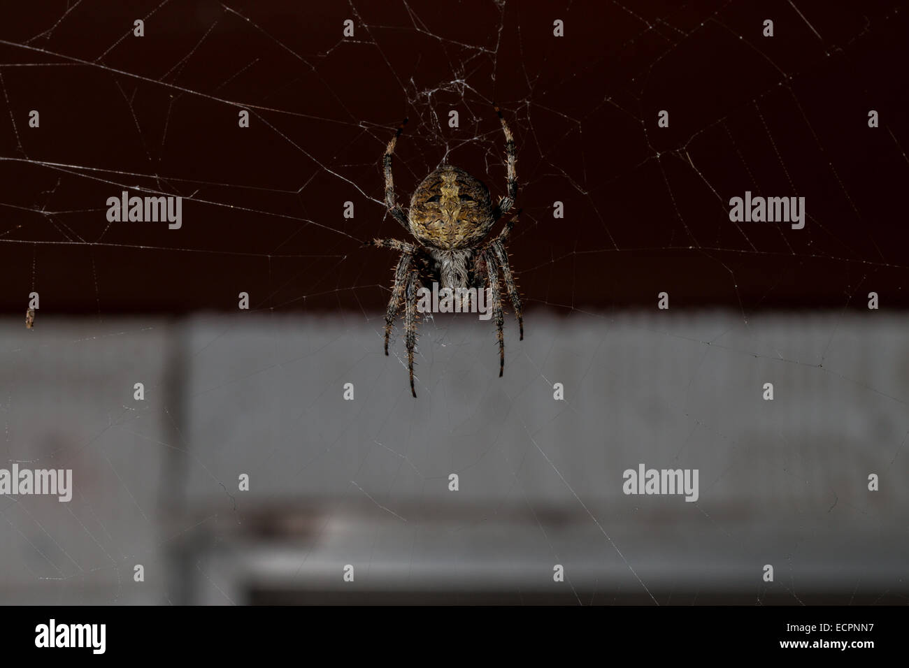 Spider on red and white background Stock Photo - Alamy