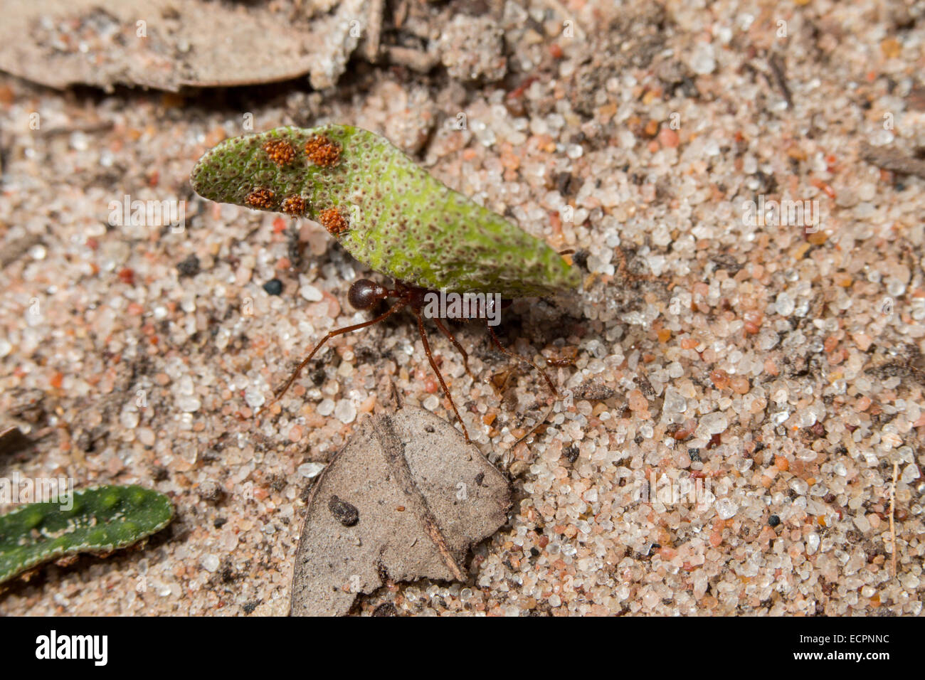 Leaf Cutter Ant High Resolution Stock Photography and Images - Alamy
